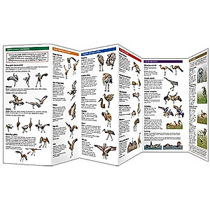Sandhill Crane Display Dictionary: What Cranes Say With Their Body Language (Nature Observation North America)
