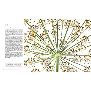 Seeing Seeds: A Journey into the World of Seedheads, Pods, and Fruit (Seeing Series)