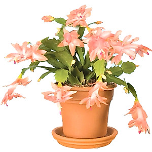 2" Peach Color Christmas Cactus Live Plant. (Peach)