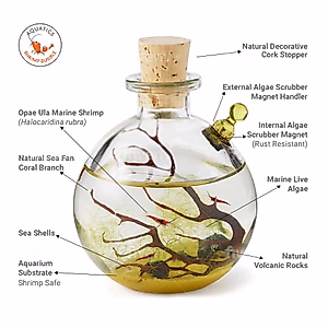 Shrimp Bubble Self-Sustaining Ecosystem - Natural. Contains Live Opae Ula Shrimp