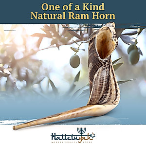 Shofar From Israel 16"-18": KOSHER ODORLESS Ram Horn Shofar | Smooth Mouthpiece for Easy Blowing | Include Velvet Bag, Clean Brush and Shofar Guide - Made In Israel By HalleluYAH