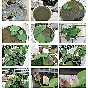 30 Pcs Mixed Bonsai Lotus Flower Seeds Mixed Color Water Lily Flower Plant Fresh Garden Seeds,for Growing Seeds in The Garden