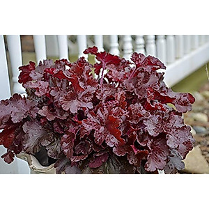 Proven Winners HEUPWP2146103 Cherry Truffles Live Plant, 0.65 Gallon