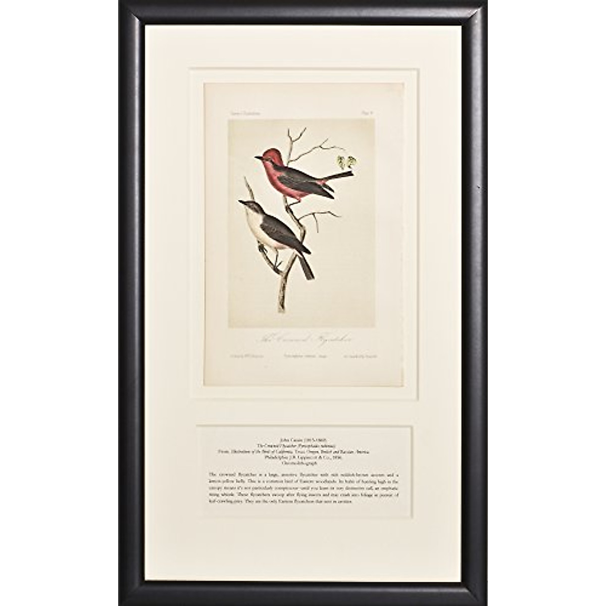 The Crowned Flycatcher