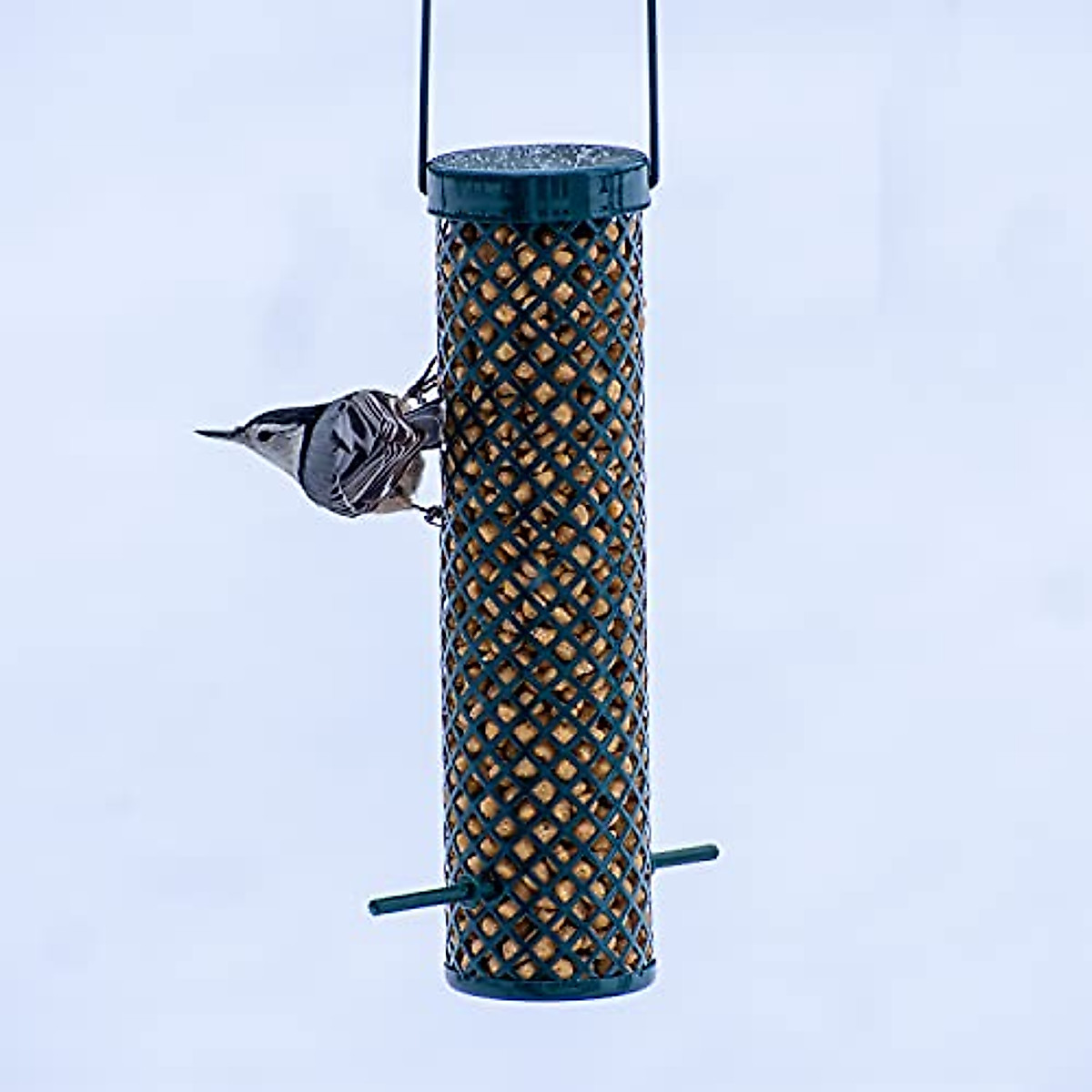 C&S Wild Bird Bluebird Suet Nuggets Mega Box, 8 Pounds