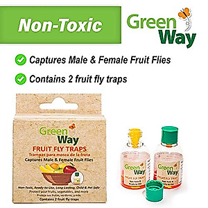 Greenway Traps Fruit Fly Trap (24 Traps) - Indoor and Kitchen Fruit Fly Trap - Eliminates Fruit Fly Infestations - Eliminate Adult Fruit Flies