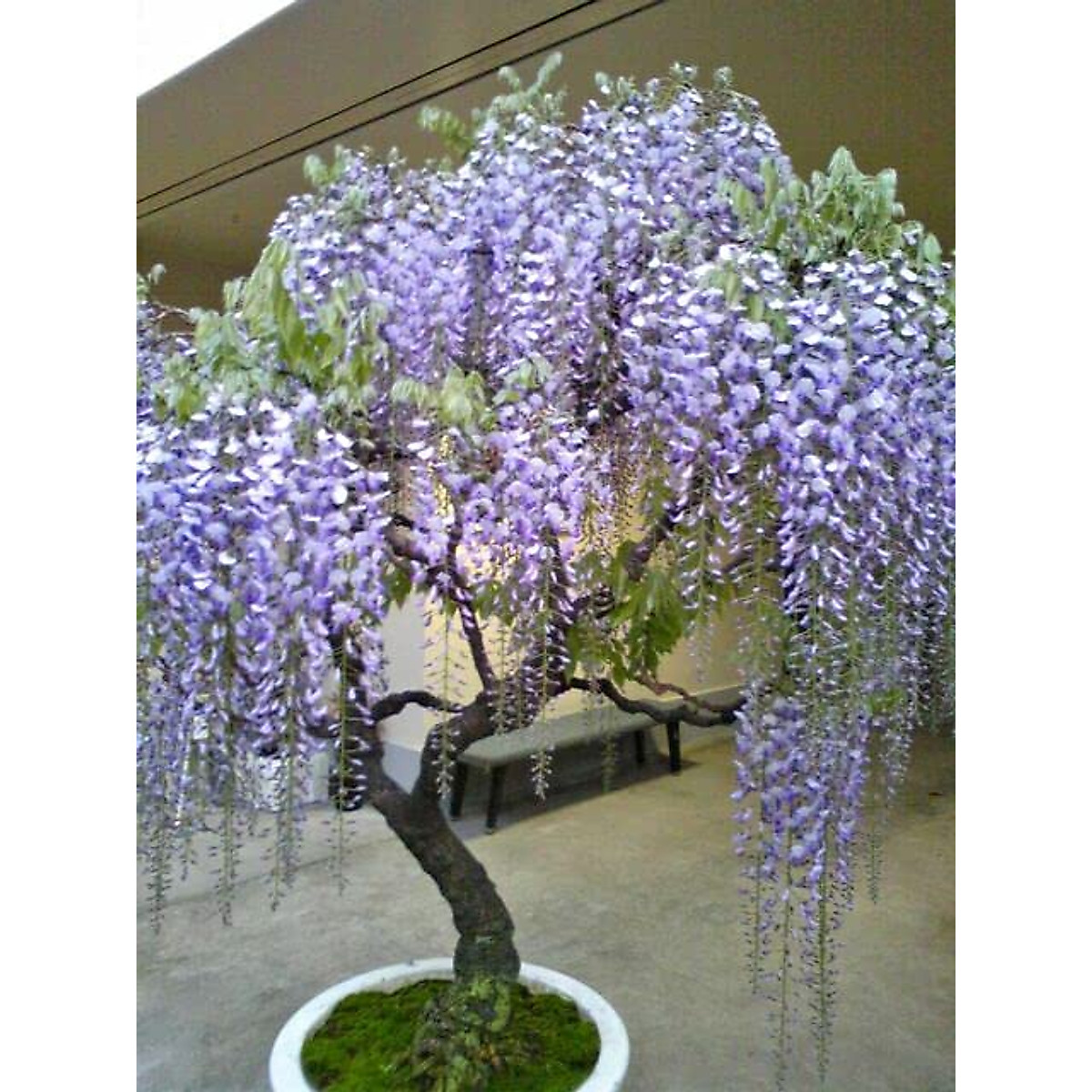 Purple Wisteria Bonsai Tree Seeds, 10 Pack - Highly Prized Flowering Bonsai, Wisteria sinensis - 10 Seeds to Grow