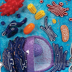 3B Scientific R04 Animal Cell Model, 8.3" x 4.3" x 12.2"