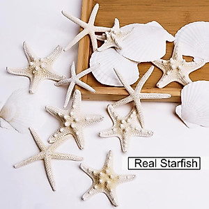 JQAQJU 3-4 Inches Large Starfish and Scallop Shells for Crafts 12PCS, Natural Beach Sea Shells for Crafting, Baking Shells Perfect for White Christmas Decor Beach Party Wedding Fishtank DIY Crafts