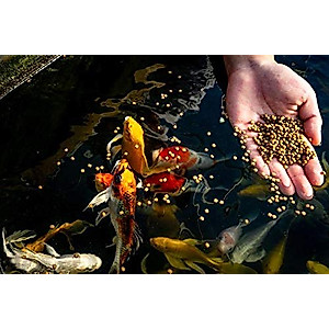 Blue Ridge Koi Fish Food 2lb - Koi Food 3/16” Cool Water Wheat, Goldfish Food, Premium Fish Food for Ponds, Ponds Fish Food, Koi Food Fall and Winter Fish Food, Floating Pond Pellets