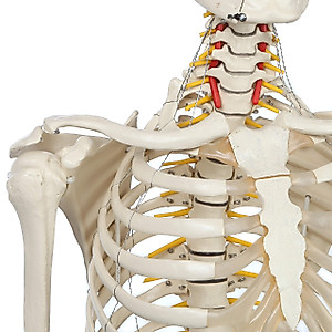 Rudiger Anatomie Physiological Skeleton with Flexible Spine, Spinal Cord, Vertebral Arteries, Mounted Herniated Disc and Sectioned Sacrum, Includes Display Stand with Casters, Dust Cover, and Warranty
