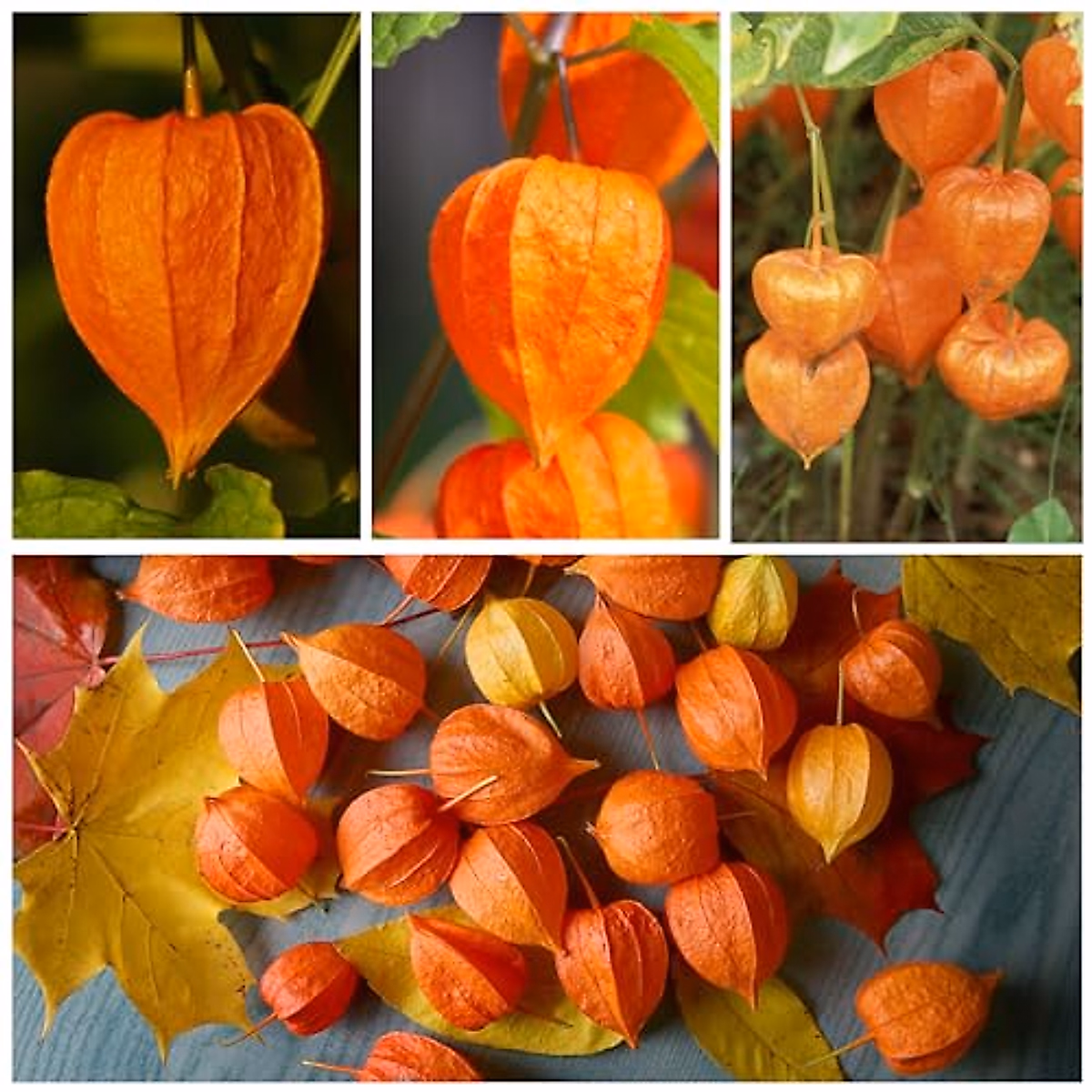Seed Needs, Chinese Lantern Seeds for Planting (Physalis Alkekengi) Heirloom & Open Pollinated - Orange Ornamental Pods (2 Packs)