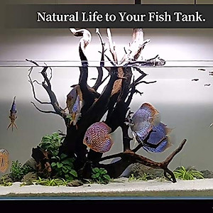 majoywoo Natural Large Driftwood for Aquarium Decor Reptile Decor, Fewer Branches 12.5-18" 2Pcs