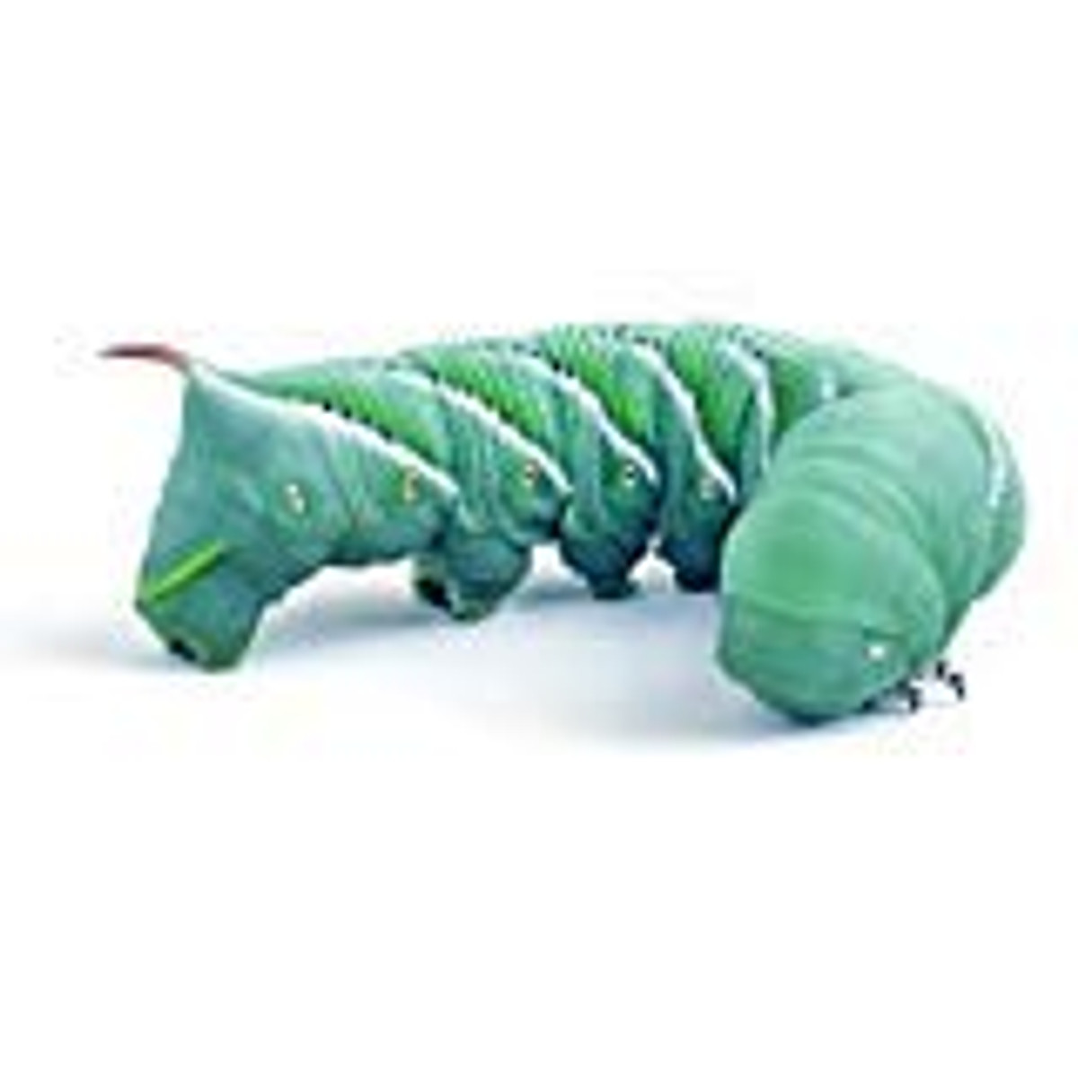 24ct Live Hornworms by DBDPet | Live Arrival is Guaranteed | Includes Attached Care Guide |For reptile-and-amphibian-pets