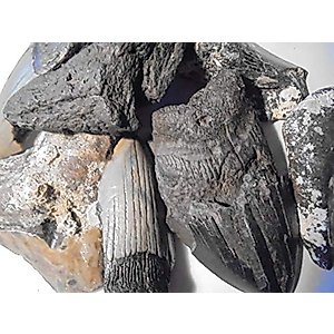 Rare Prehistoric Megalodon Fossilized Shark Tooth Shards & Frags