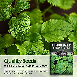 Survival Garden Seeds - Lemon Balm Seed for Planting - Packet with Instructions to Plant and Grow Melissa Officinalis in Your Home Vegetable Garden - Non-GMO Heirloom Variety