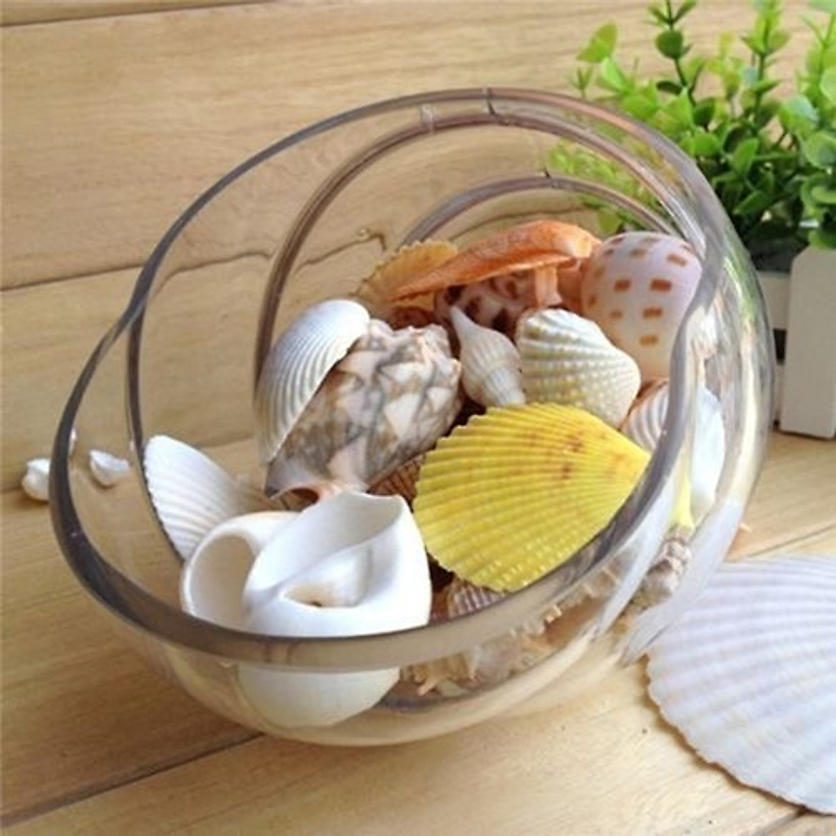 wsloftyGYd 100g Mixed Sea Beach Shells Crafts Seashells Aquarium Decor Photo Props