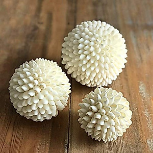 Tumbler Home Real White Seashell Sphere with Lucite Stand | 3 Inches Wide | Beach House Shelf Decor