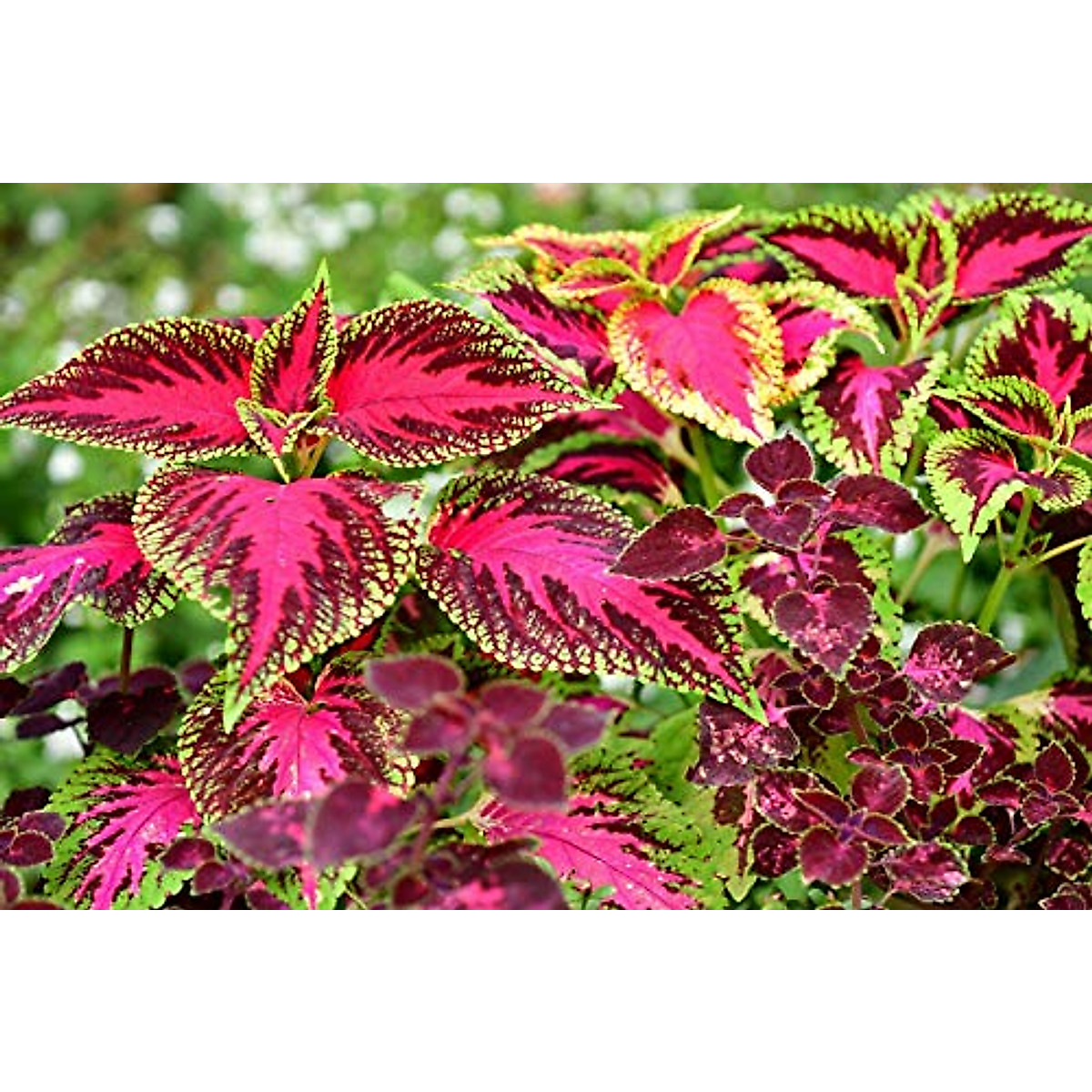 100+ Rare Mixed Coleus Flowers Seeds Rainbow Coleus Wizard Mixed Perennial Foliage Plant