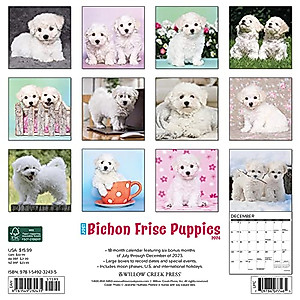 Willow Creek Press Bichon Frise Puppies Monthly 2024 Wall Calendar (12" x 12")
