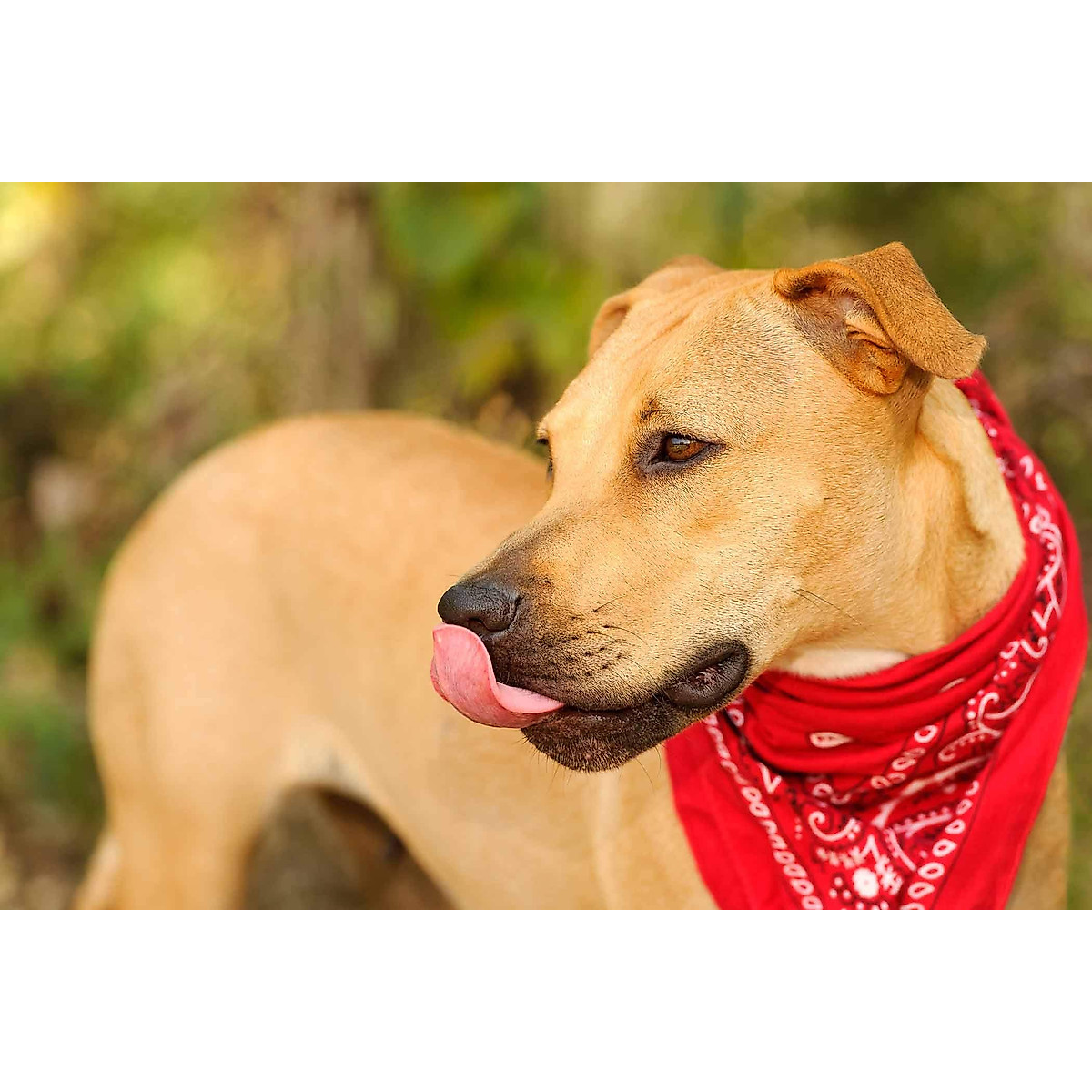 Dog Brain Exercise - Dog Omega 3 Fatty ACIDS - Fish Oil - Best Heart Brain Skin and Joint Health - Vet Recommended - Omega 3 Fatty Acid Supplement for Dogs - 2 Bottles (360 Softgels)