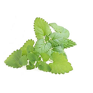 NatureZ Edge Catnip Seeds for Planting, 1700+ Herb Seeds, Indoor or Outdoor Growing, Your Cat Will Love Them, Non-GMO