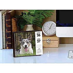 Just Corgis 2021 Box Calendar (Dog Breed Calendar)