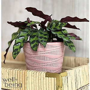 Nature's Way Farms Calathea Goeppertia Insignis Rattlesnake Live Houseplant (7-11 inches Tall) in Growers Pot