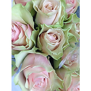 10 Green and Pink Rose Seeds for Planting, Rare Rose Flower Perennial Bush Seeds Ornament Perennial Garden