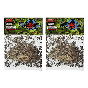 Buddy Bugs 3000 Pre-Fed Live Ladybugs for Aphid Control | Hippodamia Convergens | Guaranteed Live Delivery