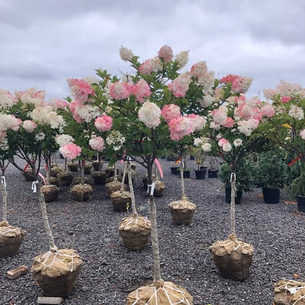 CHUXAY GARDEN Vanilla Strawberry Hydrangea-Hortensia Heart 50 Seeds Attract Butterflies Rare Plants