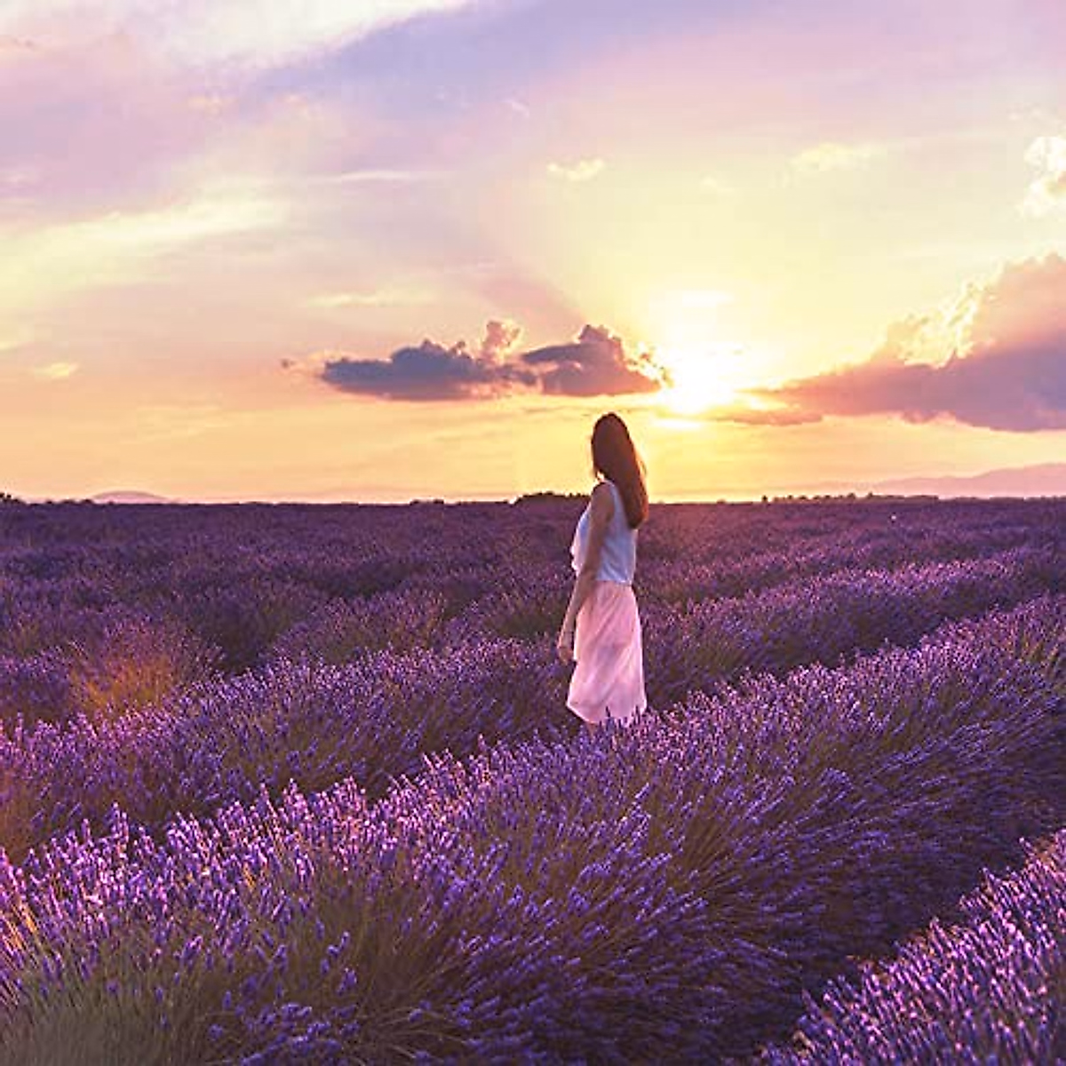 5000+ Provence Lavender Seeds Non-GMO Heirloom Garden Home for Planting, Blue