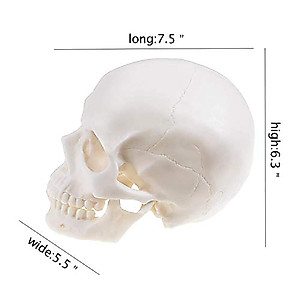 Thuepak Human Bones Skull Anatomy Model Resin Life Size Skeleton Heads Replica for Science Education Gift Decoration Halloween Christmas