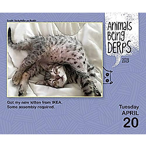 Animals Being Derps 2021 Day-to-Day Calendar: The Internet's Funniest Animals at Their Goofiest