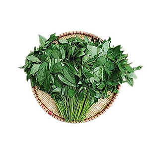 2000+ Seeds Egyptian Spinach, Jute Plant, Corchorus Olitorius Molokhia, Ewedu, Jute, Saluyot Seeds, Rau Đay Xanh, green