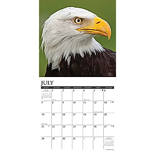 Willow Creek Press Eagles Monthly 2024 Wall Calendar (12" x 12")