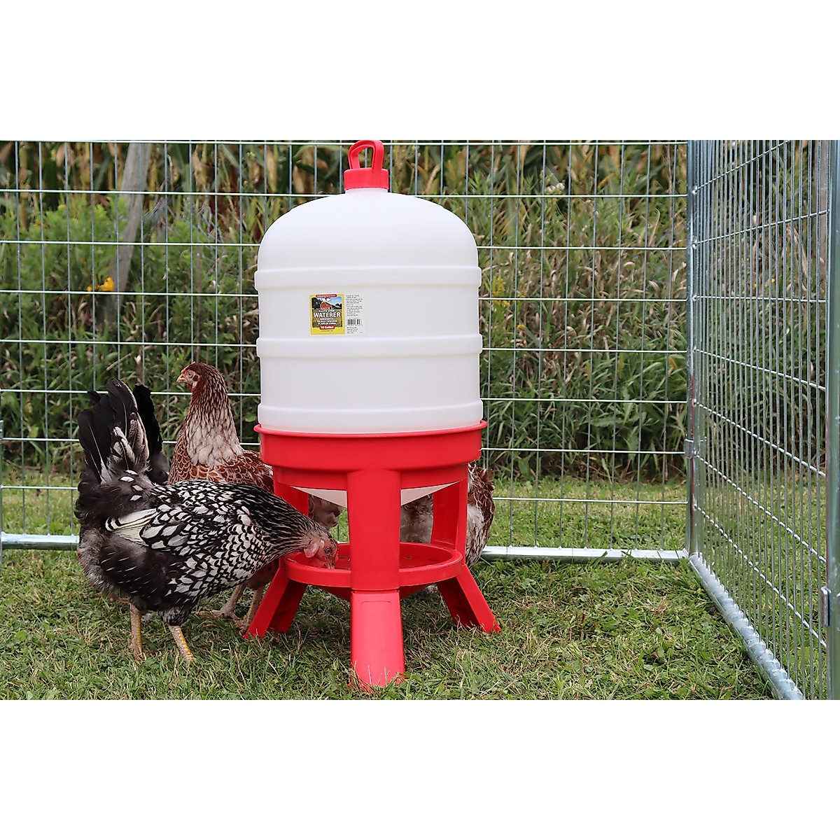 Little Giant® Plastic Dome Waterer | Heavy Duty Plastic Gravity Fed Poultry Waterer Container Tank | Chickens, Ducks & Other Birds for Hobbyists, Farmers and Ranchers | 10 Gallon