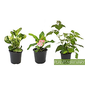 Essential Houseplant Collection (3PK) Live Plants Indoor Plants Live Houseplants in Plant Pots, Easy House Plants Indoors Live, Snake Plant, Pothos in Potting Soil, Clean Air Plants by Altman Plants