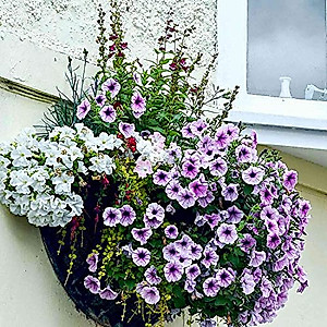 1000+ Petunia Seeds Mixed - 8 Colored Flower Annual Petunia Climbing Flower Seeds for Hanging Basket