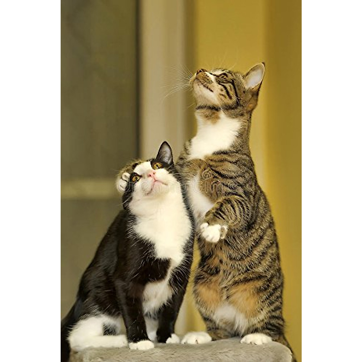 cat Immune System Support - Immune System Booster - CAT Treats - Premium Complex Blend - Powerful - Milk Thistle for Cats - 180 Treats (3 Bottle)