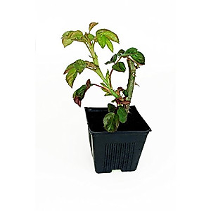 100 Qty -Dura pots 3 1/2" Square x 3" deep Durable and Reusable Yet -Lightweight & Flexible for Easy de-Potting