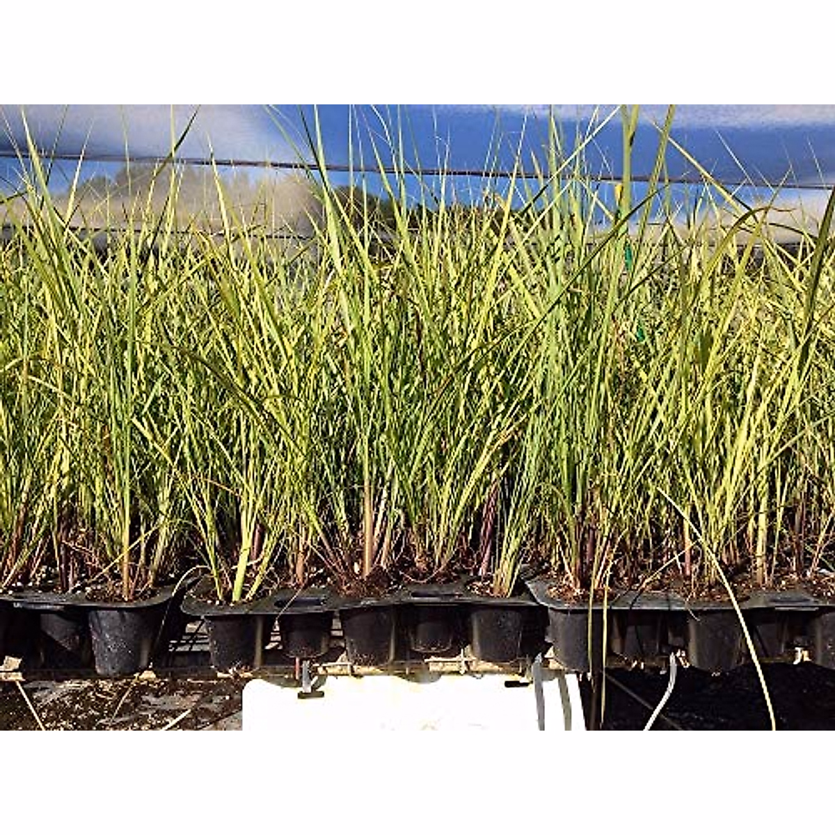 1099-Sugarcane, World's Tallest (Saccharum officinarum) Seeds by Robsrareandgiantseeds UPC0764425786917 Non-GMO,Organic,Bonsai, 1099 Package of 45 Seeds