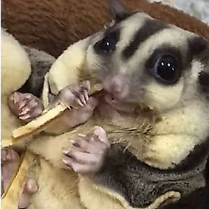 1 Pcs Fish Stick Flavor Sugar Glider Hamster Squirrel Chinchillas and Small Exotic Animals/Pet Sandwich Snacks and Food (33g)