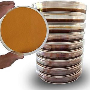 Yeast Peptone Dextrose (YPD) Agar Plates - Evviva Sciences - Great for Yeast Cultivation - 10 Prepoured YPD Petri Dishes - Great for Science Projects