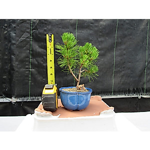 Mugo Pine Bonsai Tree - Small