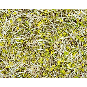 Organic Broccoli Seeds for Sprouting, 2 Ounces – Non-GMO, Vegan, Kosher, Sirtfood, Bulk. Rich in Sulforaphane, Vitamin C. Grow Sprouts, Microgreens for Salads, and Sandwiches. High Germination Rate.