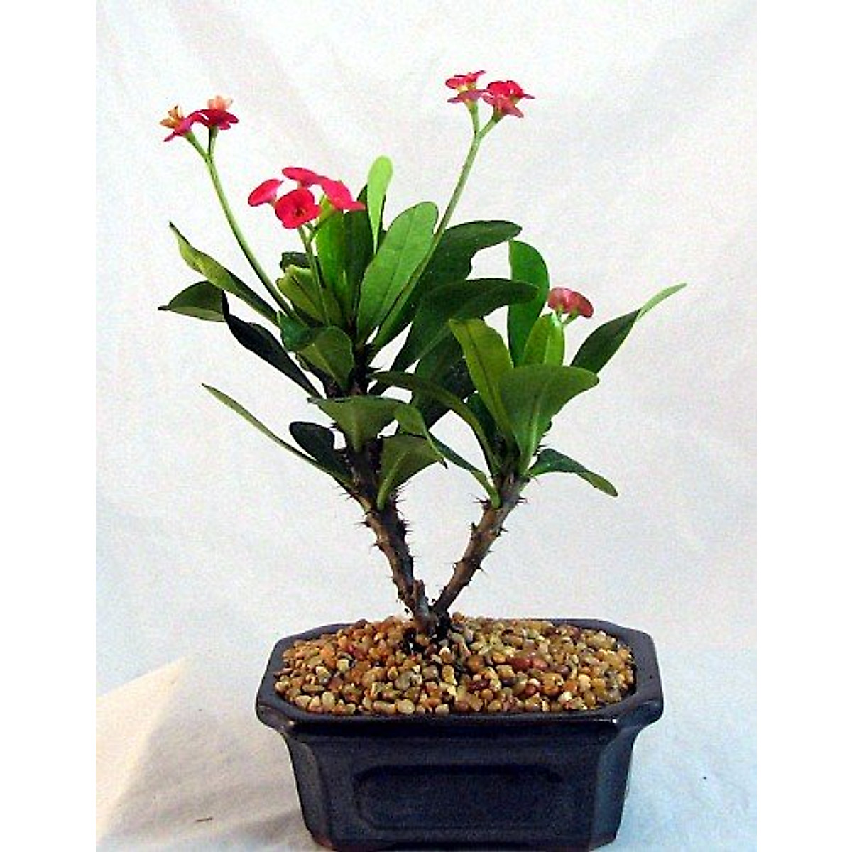 Red Crown of Thorns Bonsai Tree - Euphorbia splendens - Easter Plant