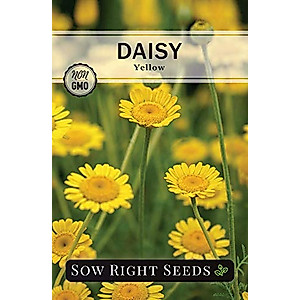 Sow Right Seeds - Daisy Flower Seed Collection for Planting - Attract Pollinators - Beautiful Annual and Perennial Flowers to Plant in Your Home Garden - Non-GMO Heirloom Seeds - Great Gardening Gift
