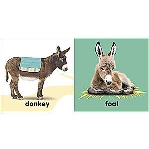 Baby Touch and Feel: Bible Animals