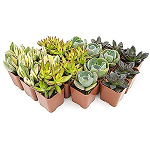 Succulents Plants Live (20PK) Potted Succulent Plants Live House Plants, Cactus Plants Live Plants Indoor Plants Live Houseplants, Indoor Plant Succulents Live Plant House Plant by Plants for Pets